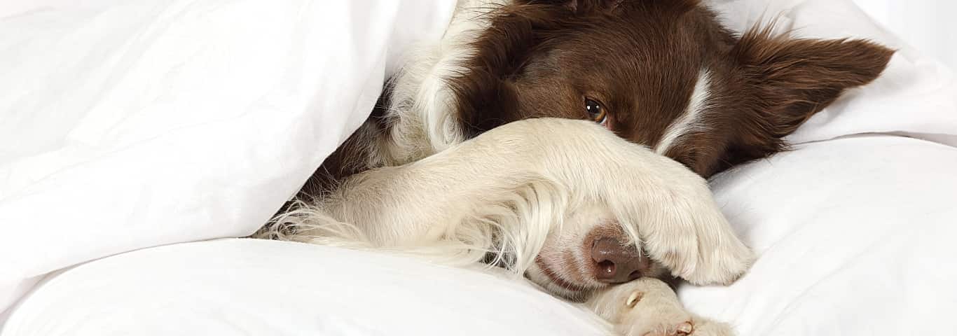 Why Does My Dog Hide His Face? Why Does My Dog Hide His Face?