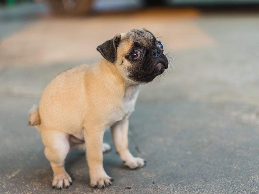 Why My Dog Poop On My Bed At Karen Rutherford Blog Why My Dog Poop On My Bed At Karen Rutherford Blog