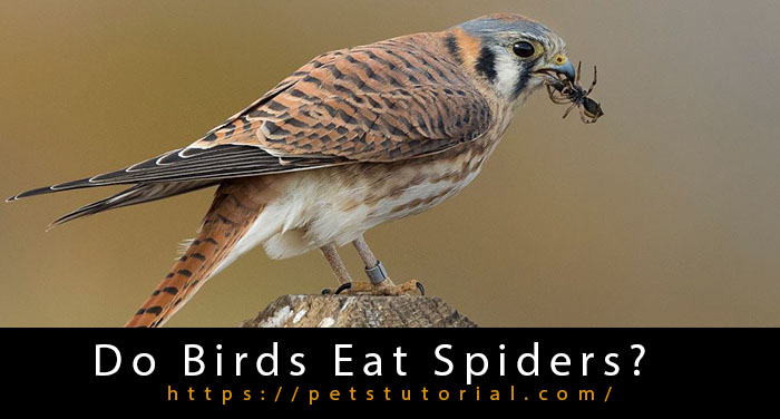 Do Birds Eat Spiders? Do Birds Eat Spiders?