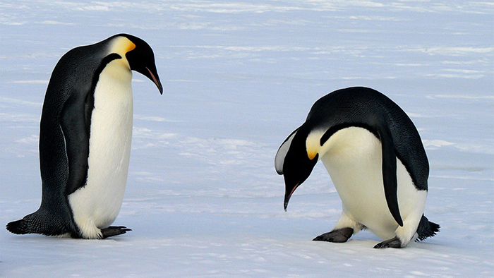 Do Penguins Have Legs Or Just Feet