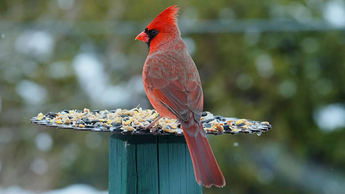 What Attracts Cardinals What Attracts Cardinals