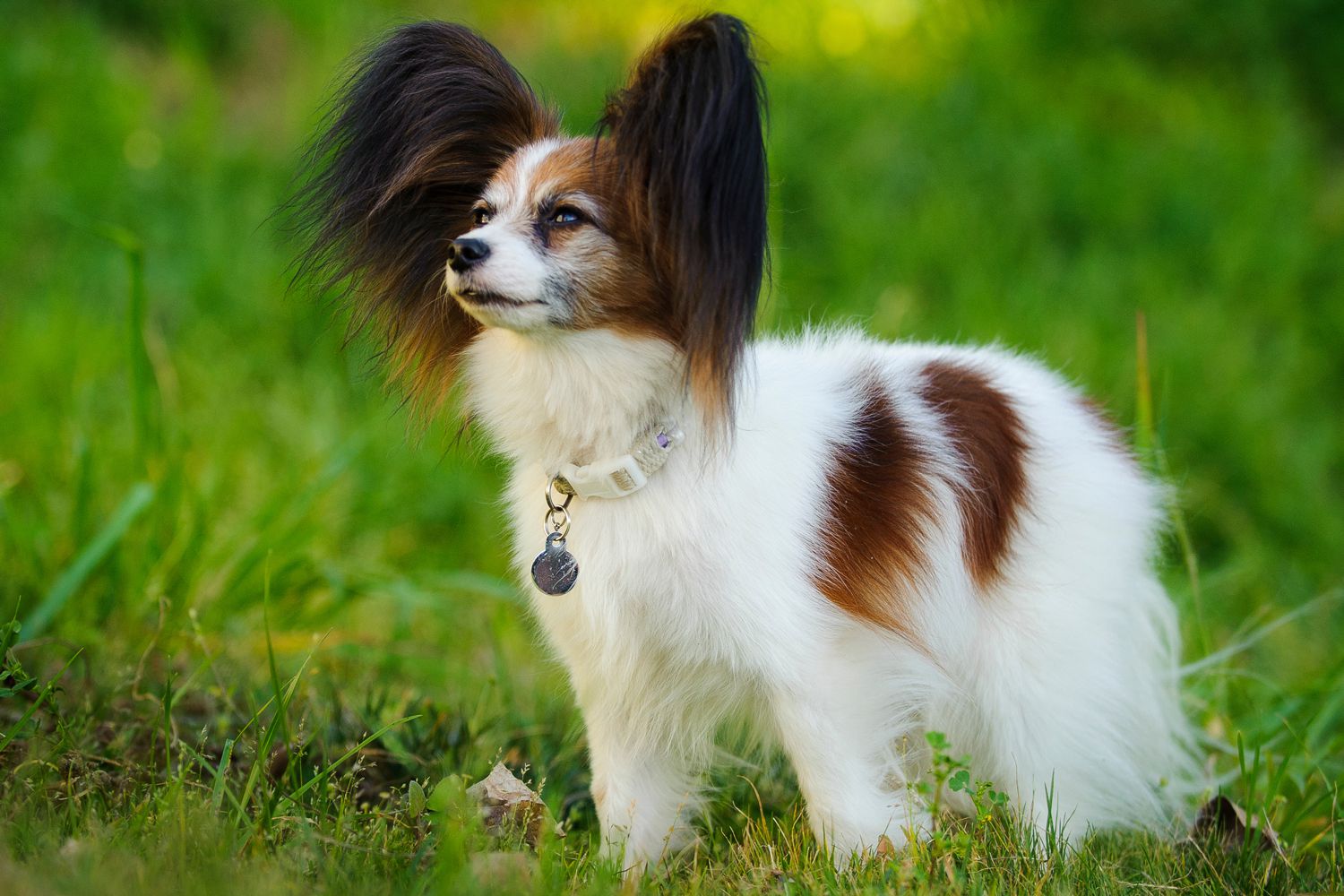 Discover The Top 10 Most Expensive Small Dog Breeds - Pets Tutorial