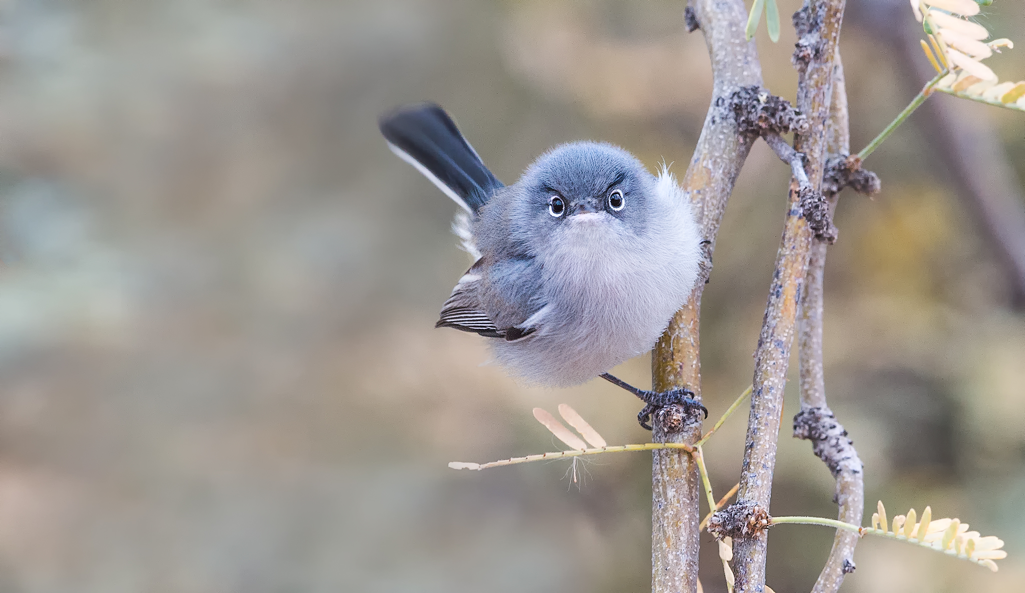 Discover 9 Types Of Blue Birds In Colorado - Pets Tutorial