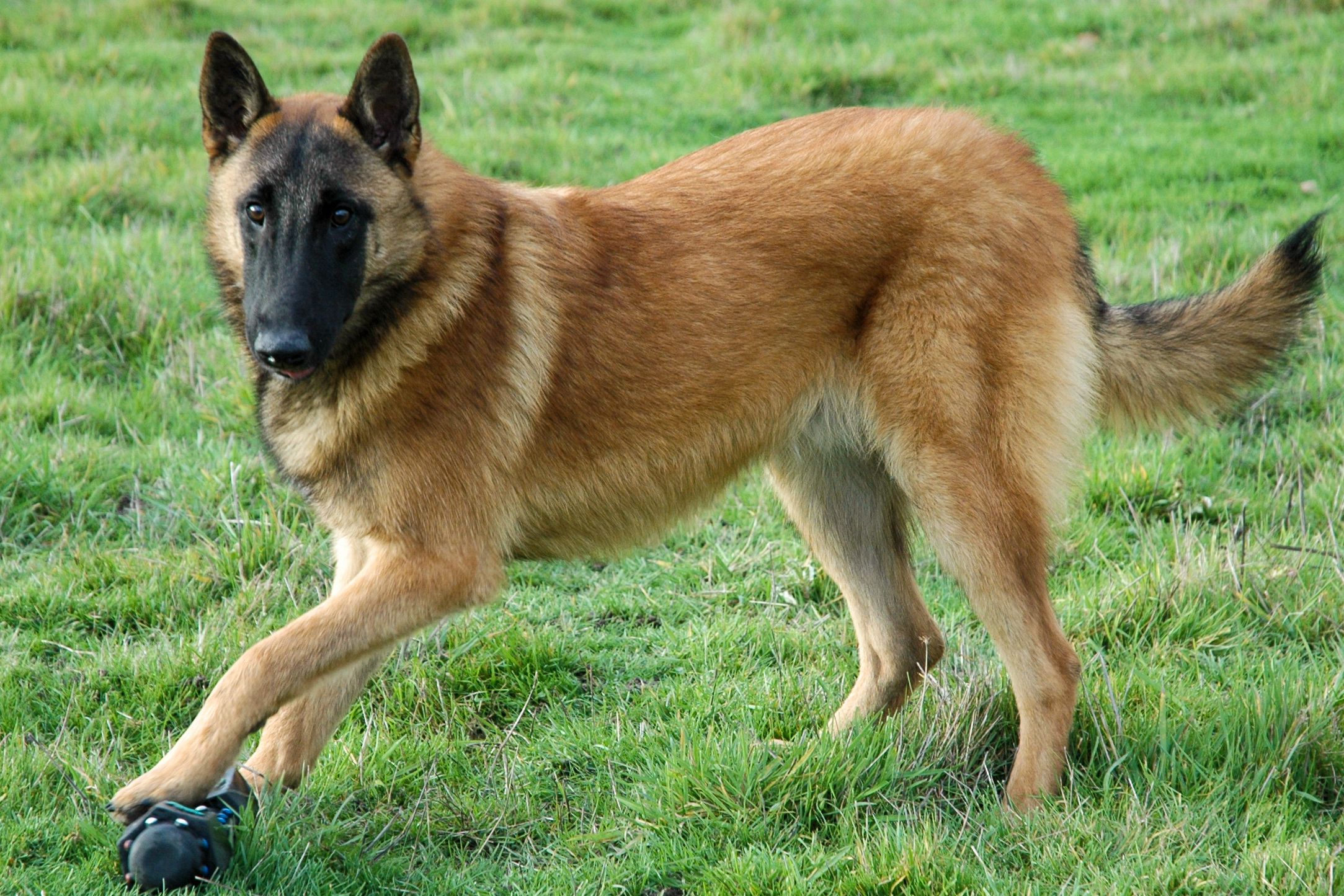 10 Types Of African Dog Breeds Pets Tutorial 10 Types Of African Dog Breeds Pets Tutorial